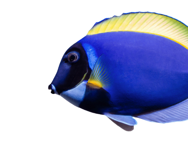 Pet Industry News & Pet Product News | APPA Press Releases | APPA